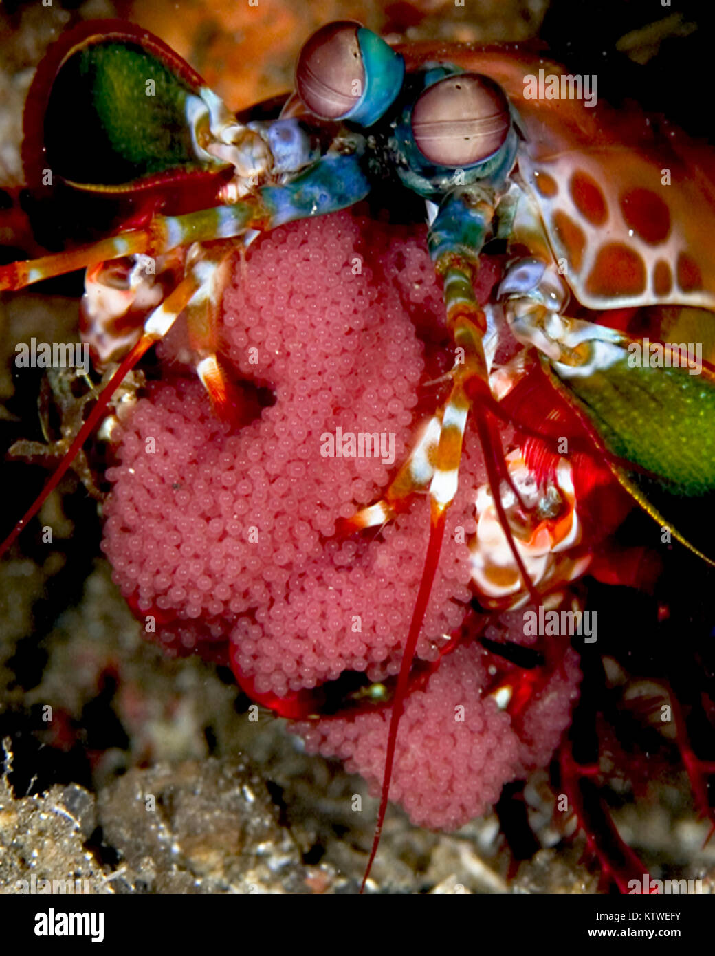 Smashing mantis shrimp hi-res stock photography and images - Alamy