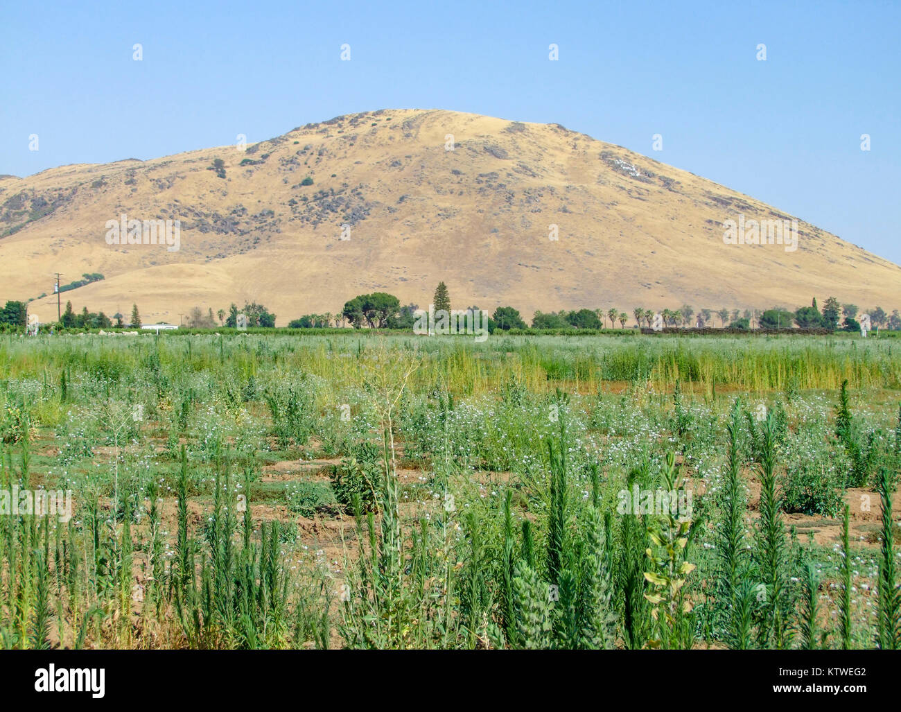 Usa arid ground in the desert hi-res stock photography and images - Alamy
