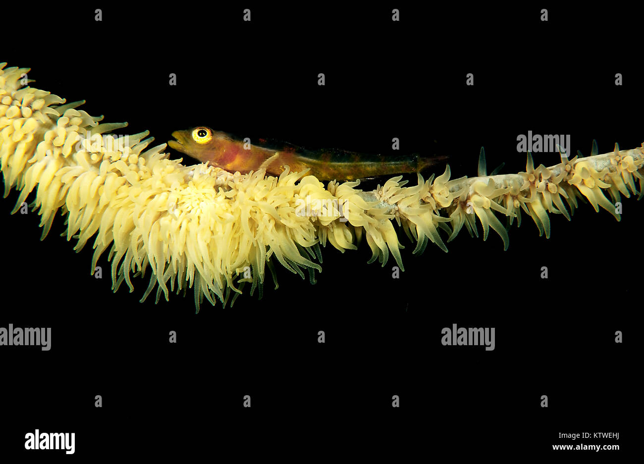 Wire corals hi-res stock photography and images - Alamy