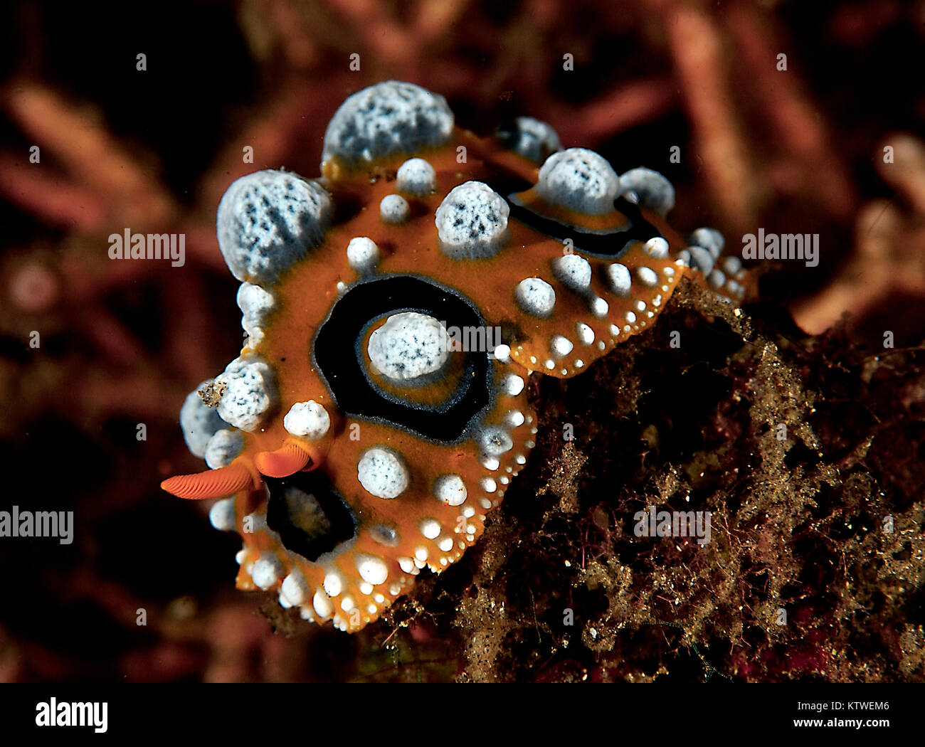 ONE OF MANY COLOR PATTERS OF THE PHYLLIDIIDAE Stock Photo - Alamy