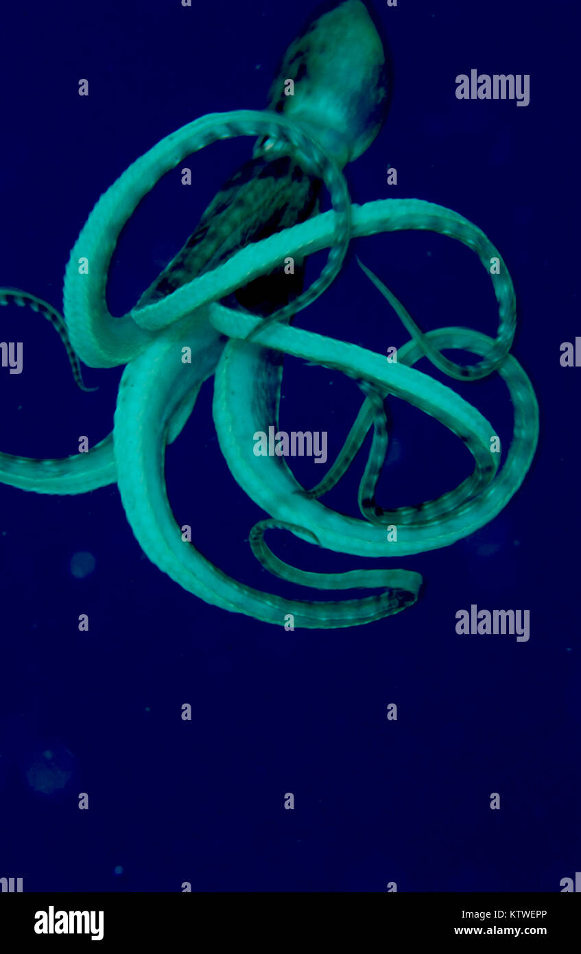 Octopus Tentacles Arms High Resolution Stock Photography and Images - Alamy