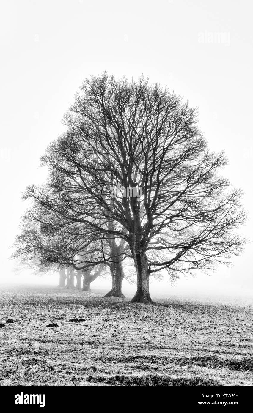 Monochrome trees hi-res stock photography and images - Alamy