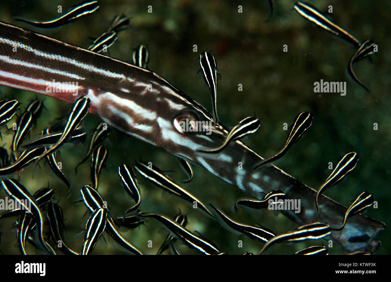 A SCHOOL OF STRIPED EEL CATFISH (PLOTOSUS LINEATUS) SURROUNDING A ...