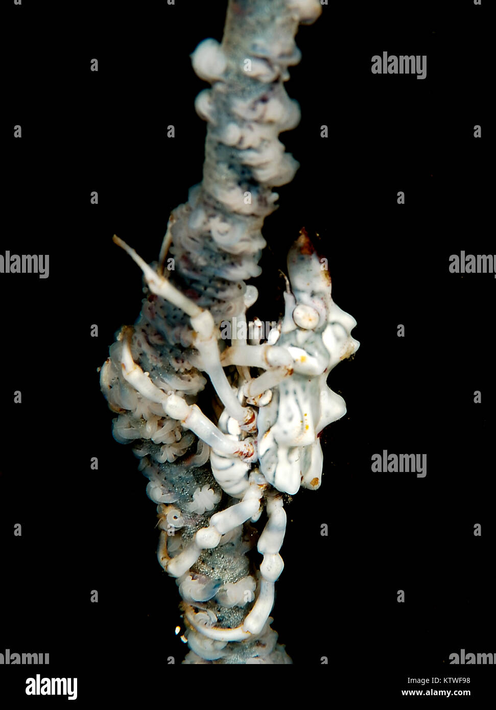 Commensal shrimp living in hi-res stock photography and images - Alamy