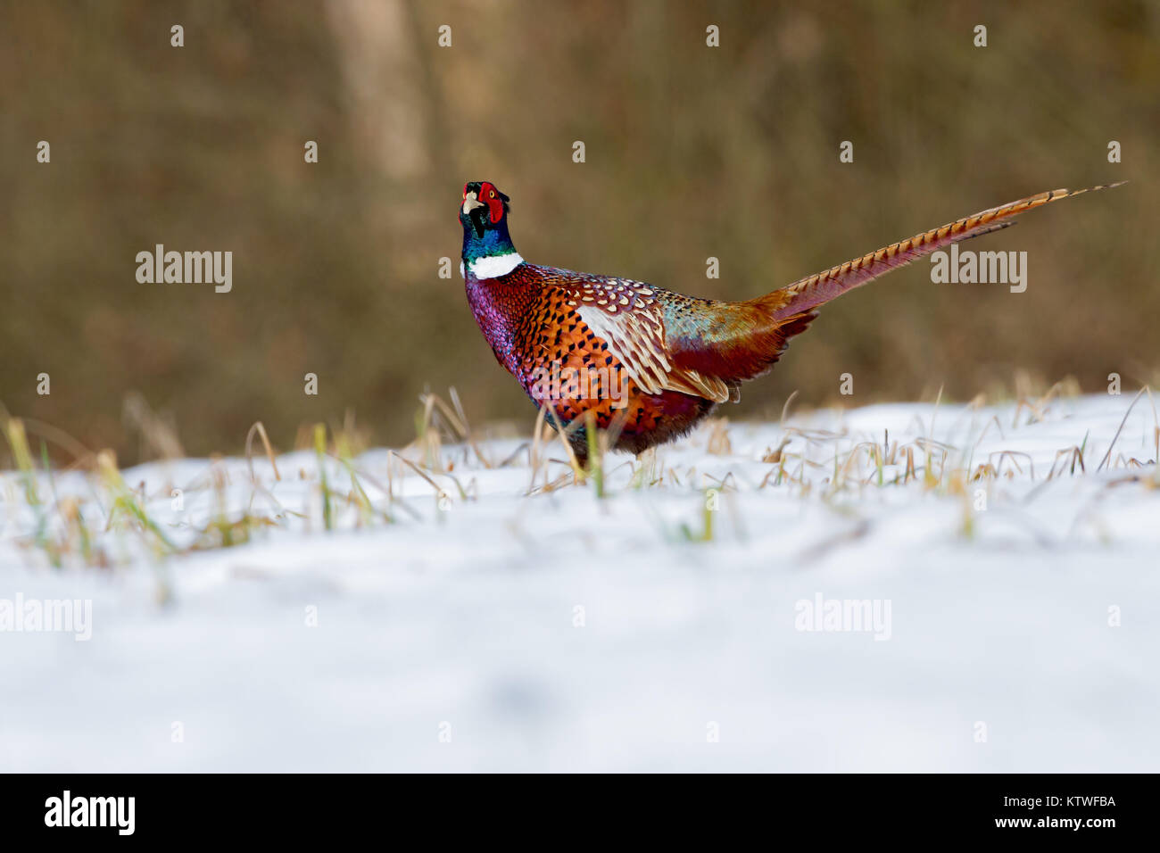 Male pheasant in long hi-res stock photography and images - Alamy