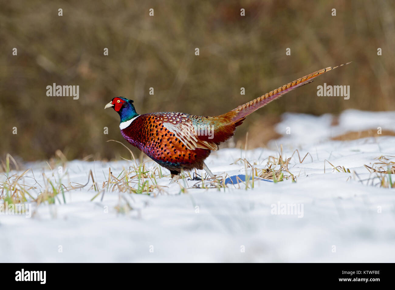 Pheasant snow hi-res stock photography and images - Alamy