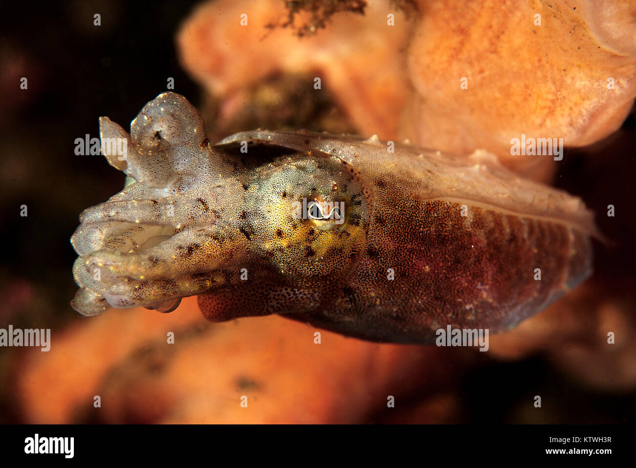 Cuttlefish internal shell hi-res stock photography and images - Alamy