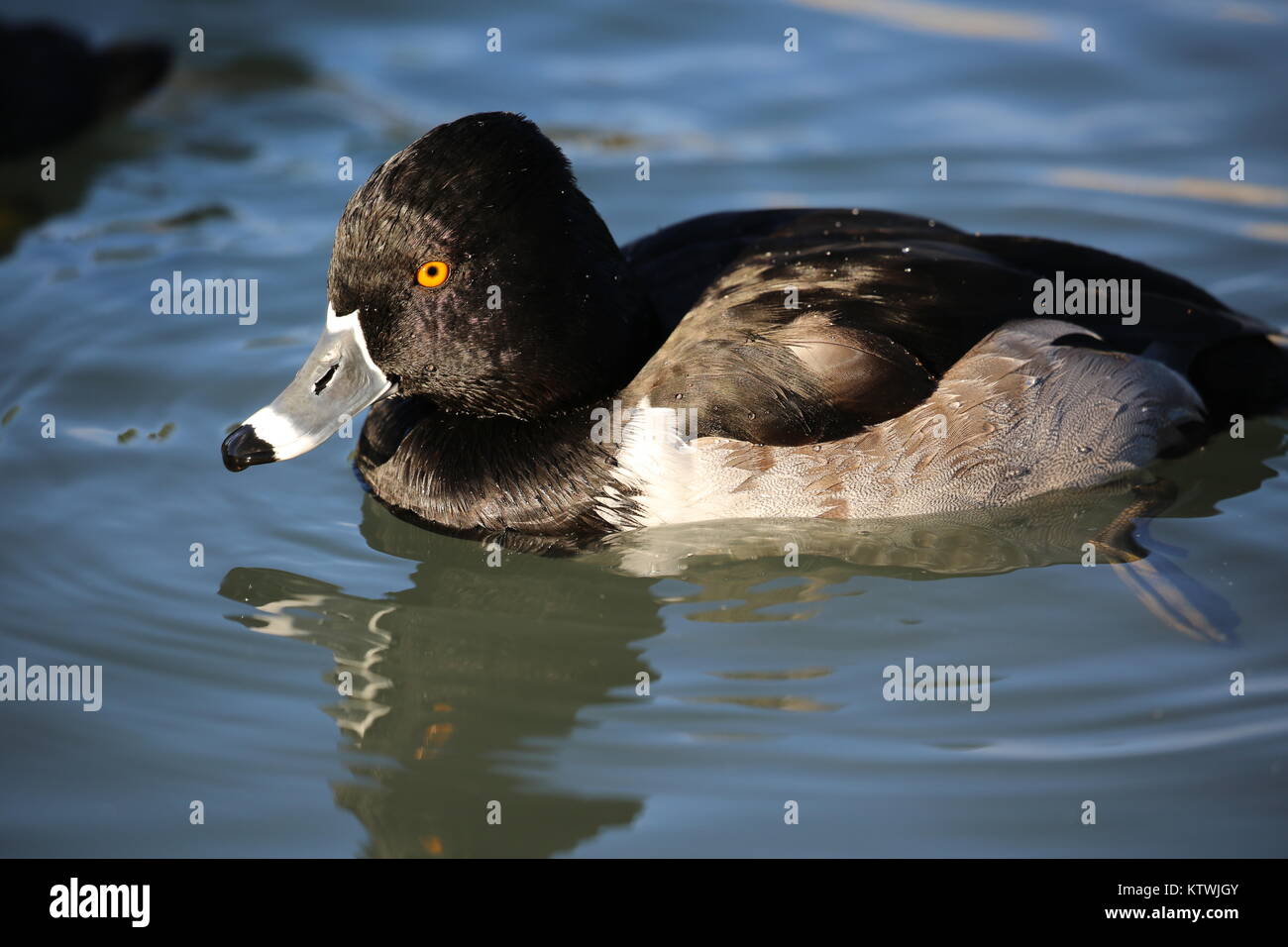 Wild ducks in the lake Stock Photo - Alamy