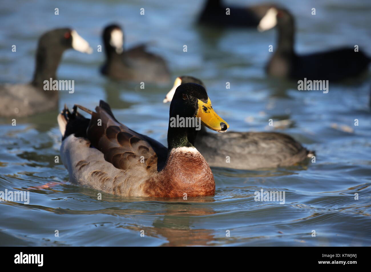Wild ducks in the lake Stock Photo - Alamy