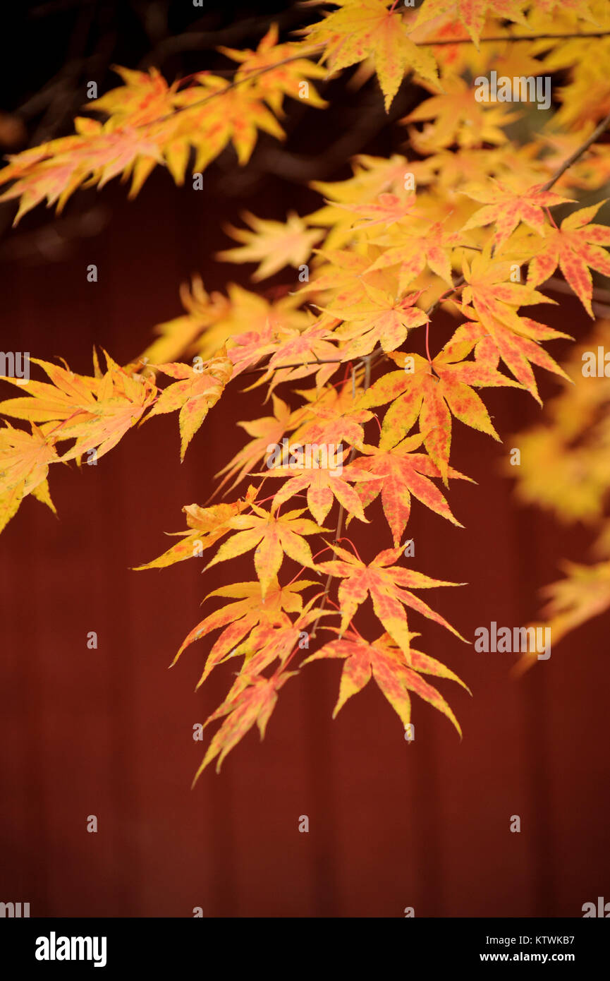 Japanese maple in the fall, Brown County, Indiana Stock Photo - Alamy