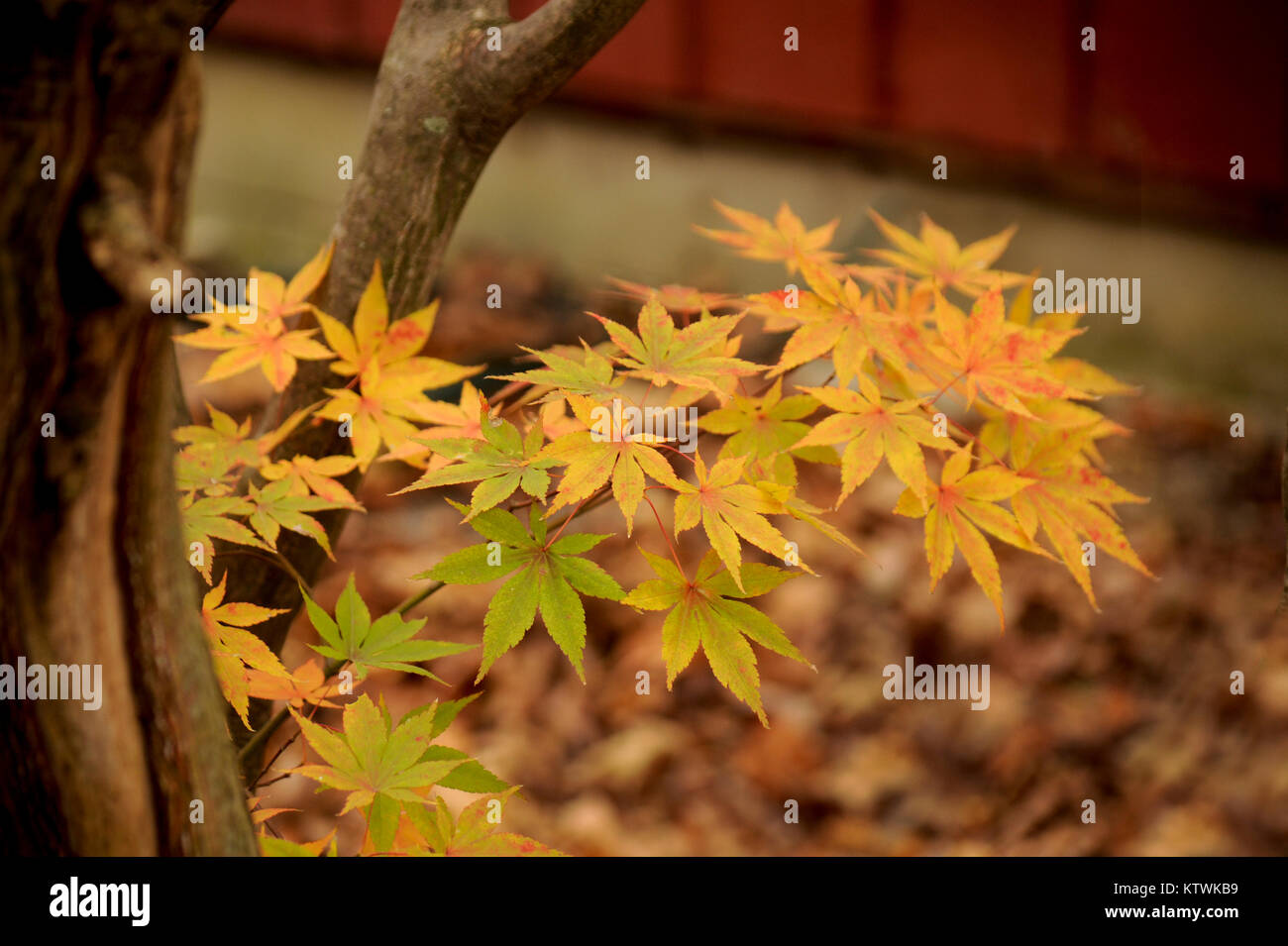 Japanese maple in the fall, Brown County, Indiana Stock Photo - Alamy