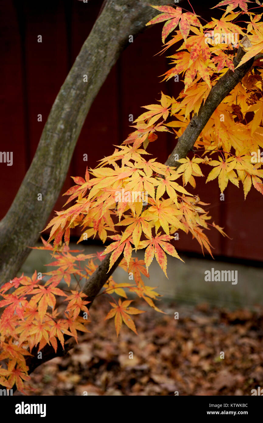 Japanese maple in the fall, Brown County, Indiana Stock Photo - Alamy