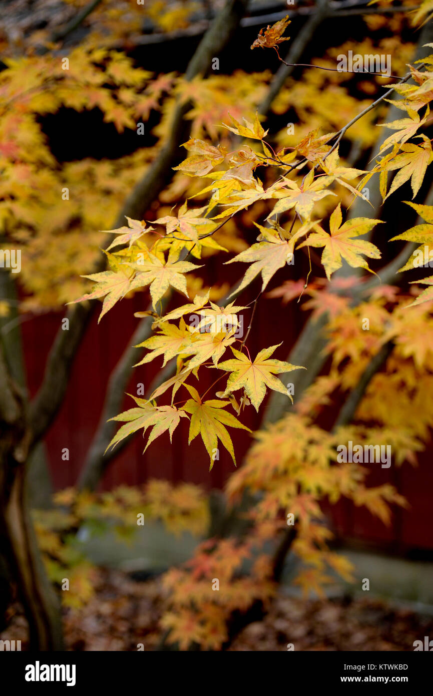 Japanese maple in the fall, Brown County, Indiana Stock Photo - Alamy