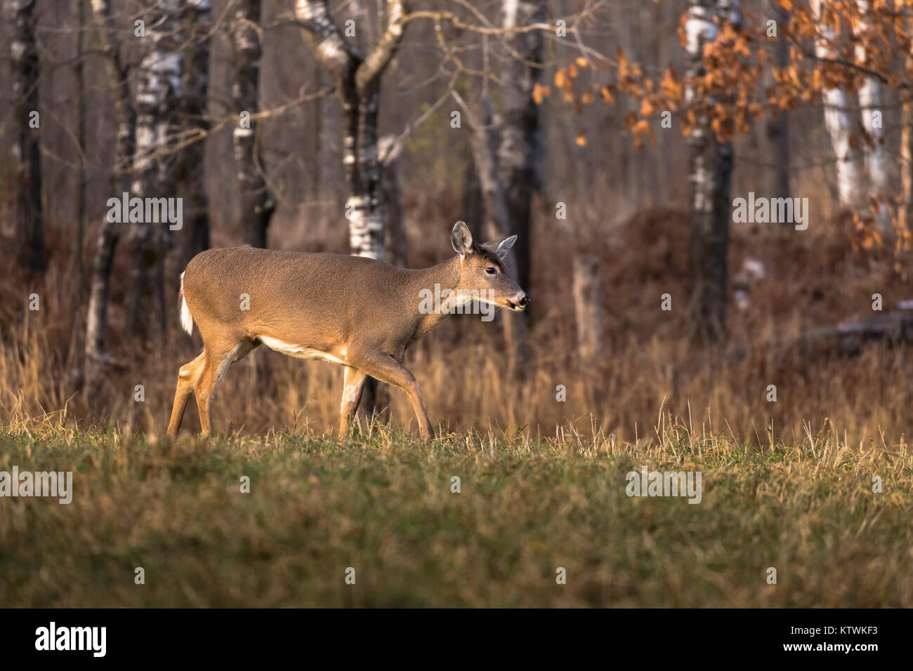 White-tailed doe walking in a late afternoon autumn meadow Stock Photo ...