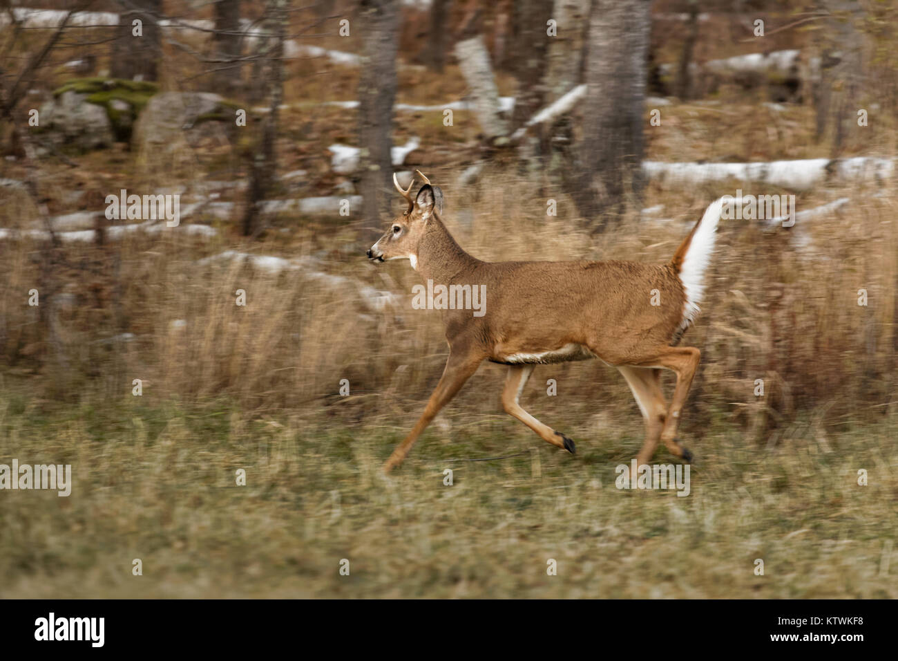 White tailed buck running hi-res stock photography and images - Alamy