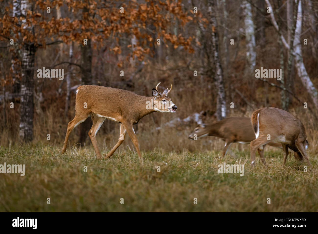 Young white-tailed bucks chasing does in early November Stock Photo - Alamy