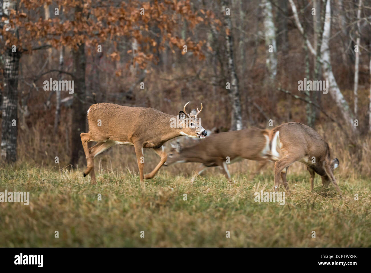 Young white-tailed bucks chasing does in early November Stock Photo - Alamy