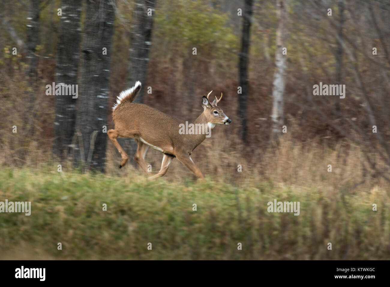 White-tailed buck chasing does during the rut Stock Photo - Alamy