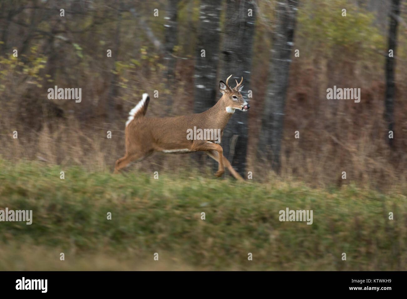White-tailed buck chasing does during the rut Stock Photo - Alamy