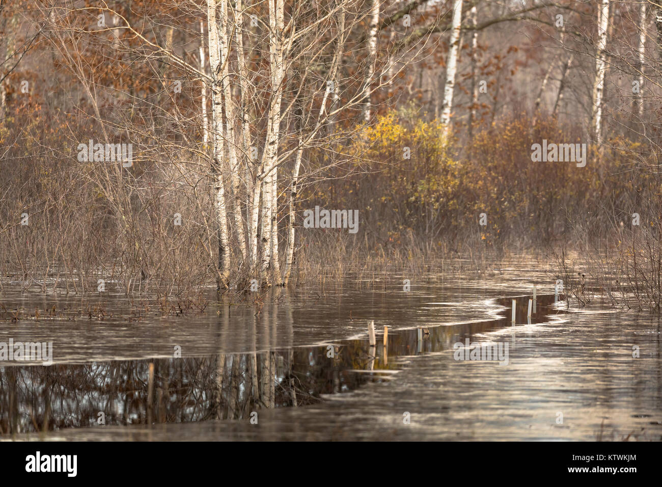 Open water cutting through the thin ice in a wetland in northern ...