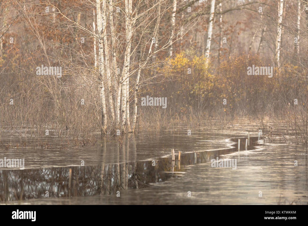 Open water cutting through the thin ice in a foggy wetland in northern ...