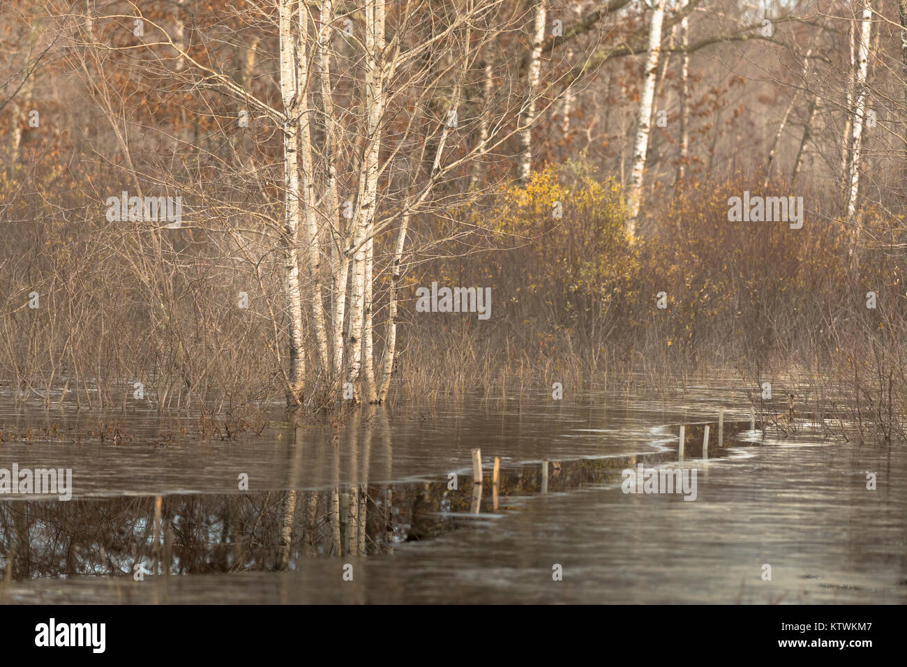 Open water cutting through the thin ice in a wetland in northern ...