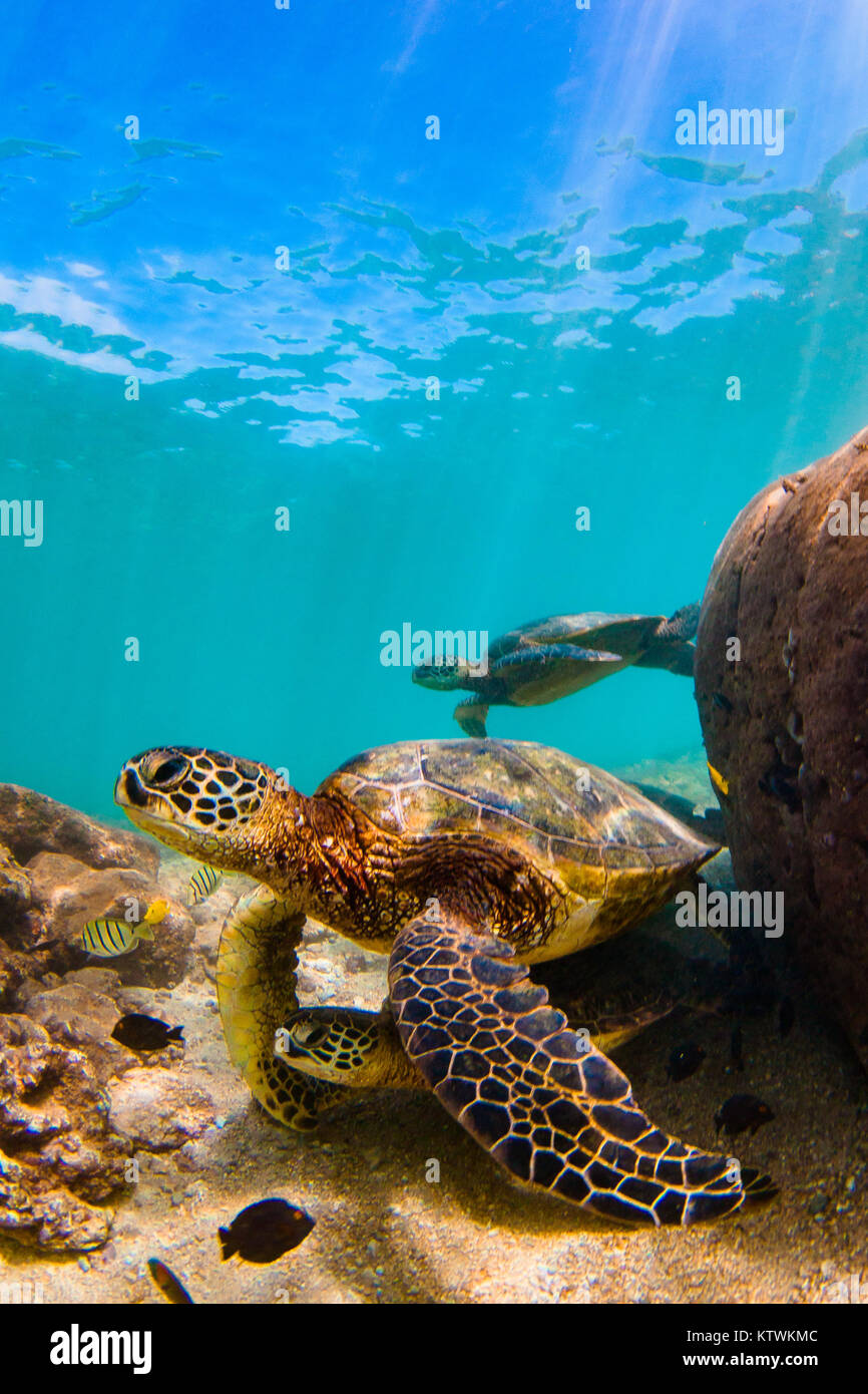 Hawaiian Green Sea Turtle swimming underwater Stock Photo - Alamy