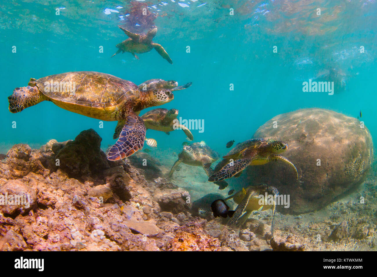 Hawaiian Green Sea Turtle swimming underwater Stock Photo - Alamy