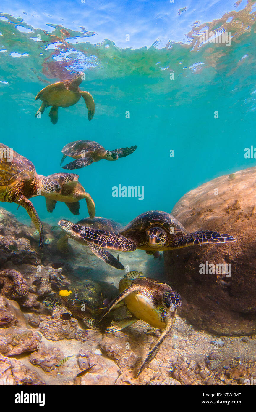 Hawaiian Green Sea Turtle swimming underwater Stock Photo - Alamy