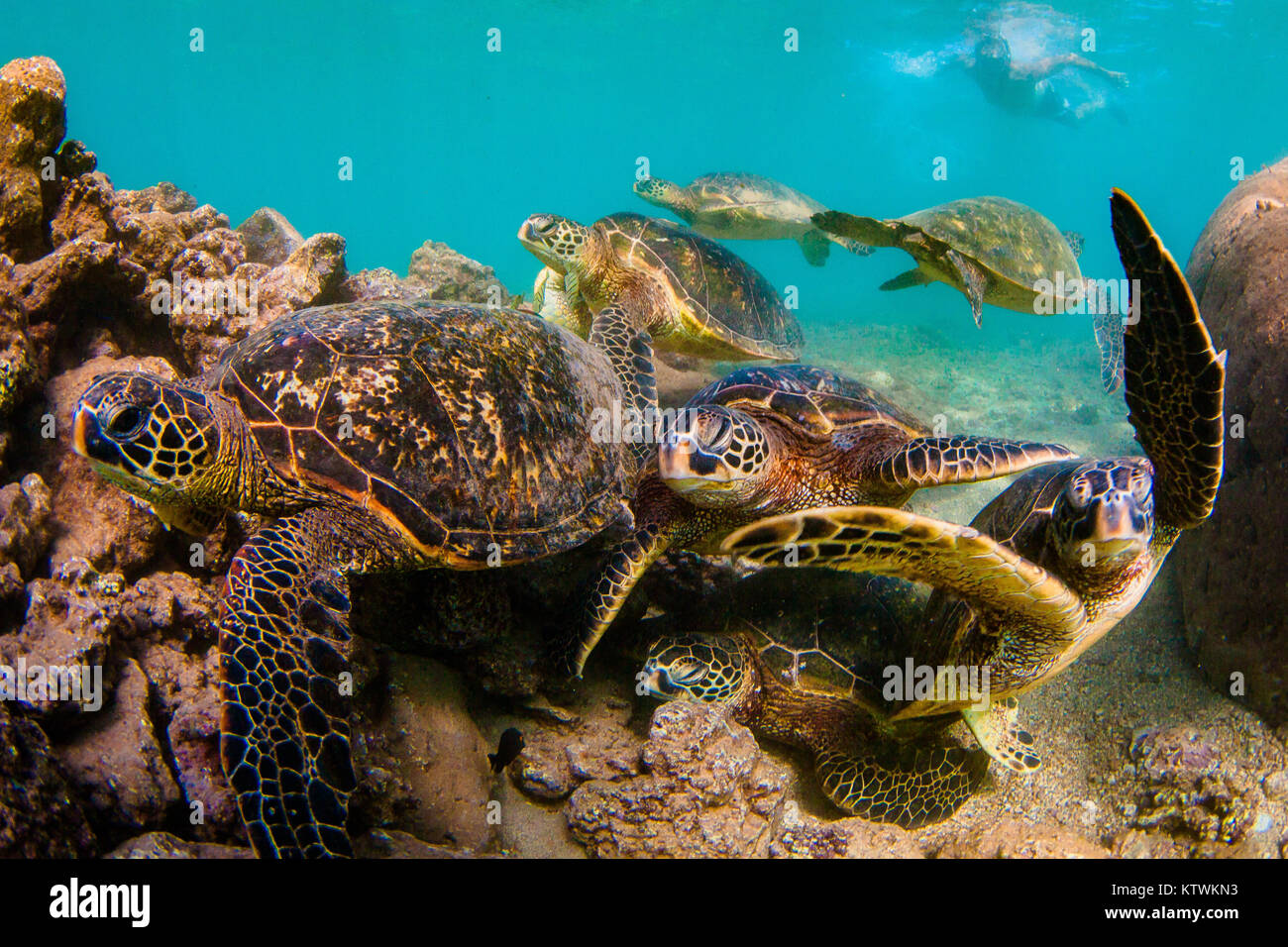 Hawaiian Green Sea Turtle swimming underwater Stock Photo - Alamy