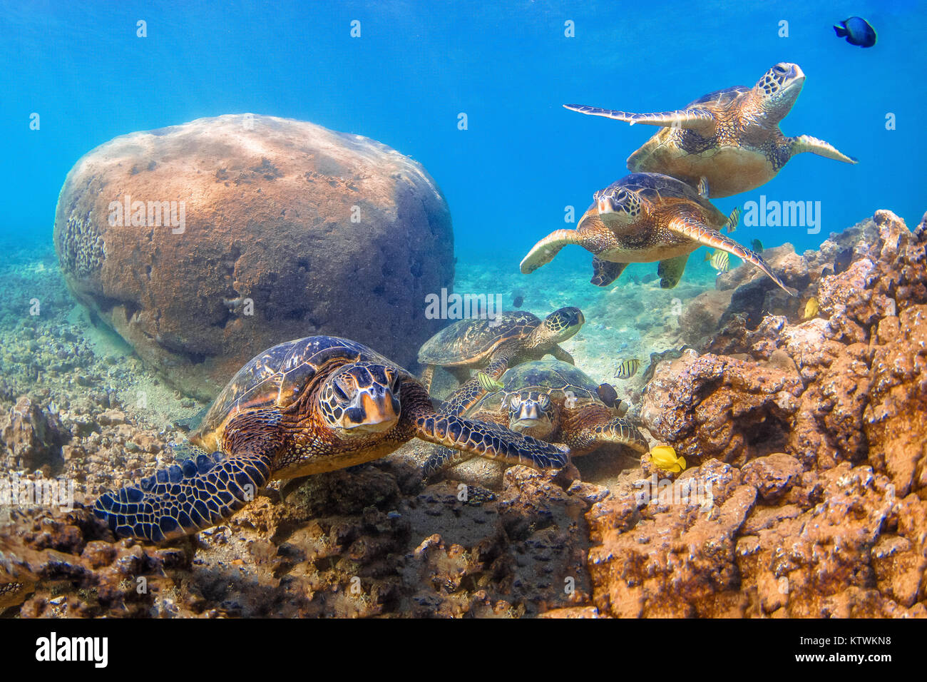 Hawaiian Green Sea Turtle swimming underwater Stock Photo - Alamy