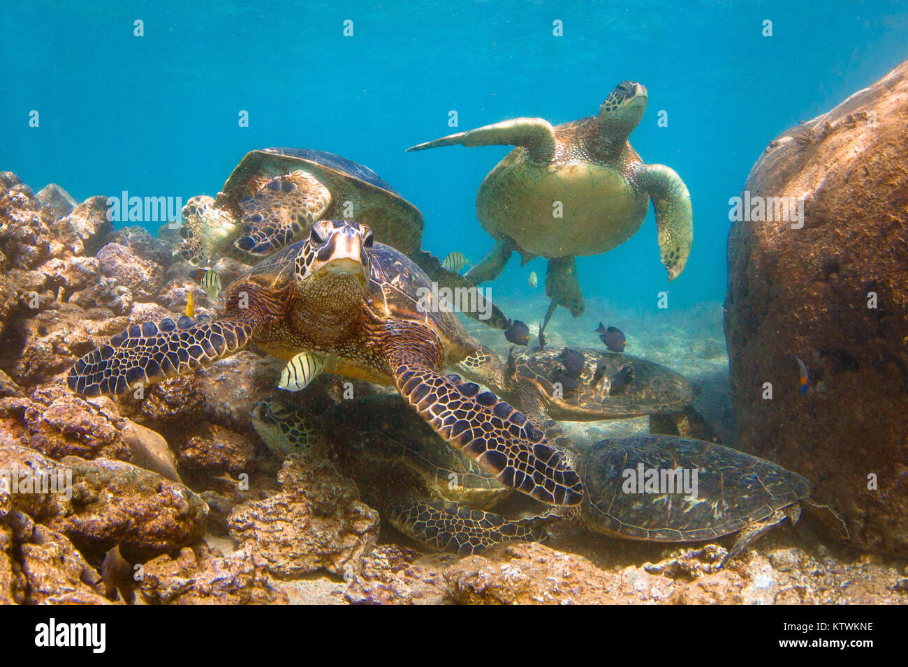 Hawaiian Green Sea Turtle swimming underwater Stock Photo - Alamy