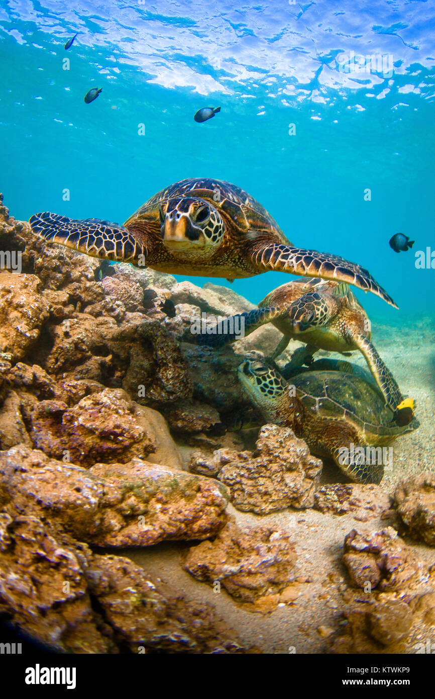 Hawaiian Green Sea Turtle swimming underwater Stock Photo - Alamy