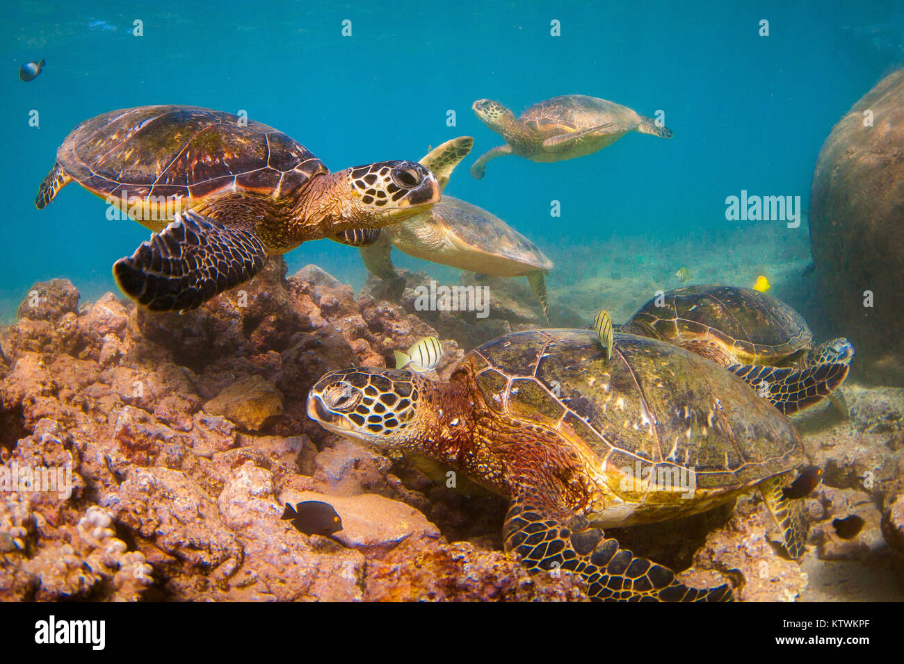 Hawaiian Green Sea Turtle swimming underwater Stock Photo - Alamy