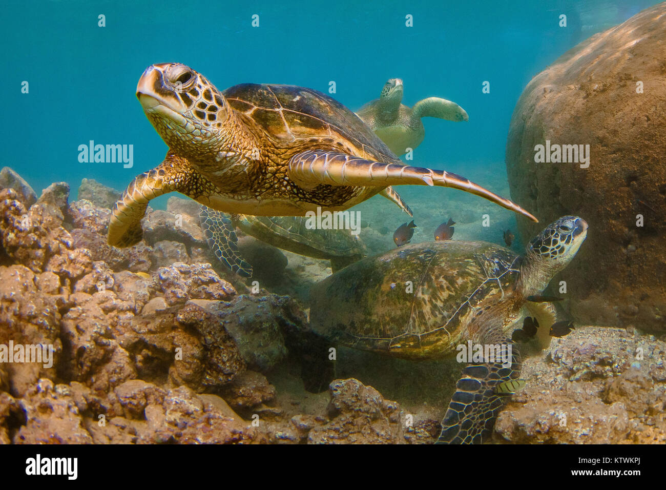 Hawaiian Green Sea Turtle swimming underwater Stock Photo - Alamy