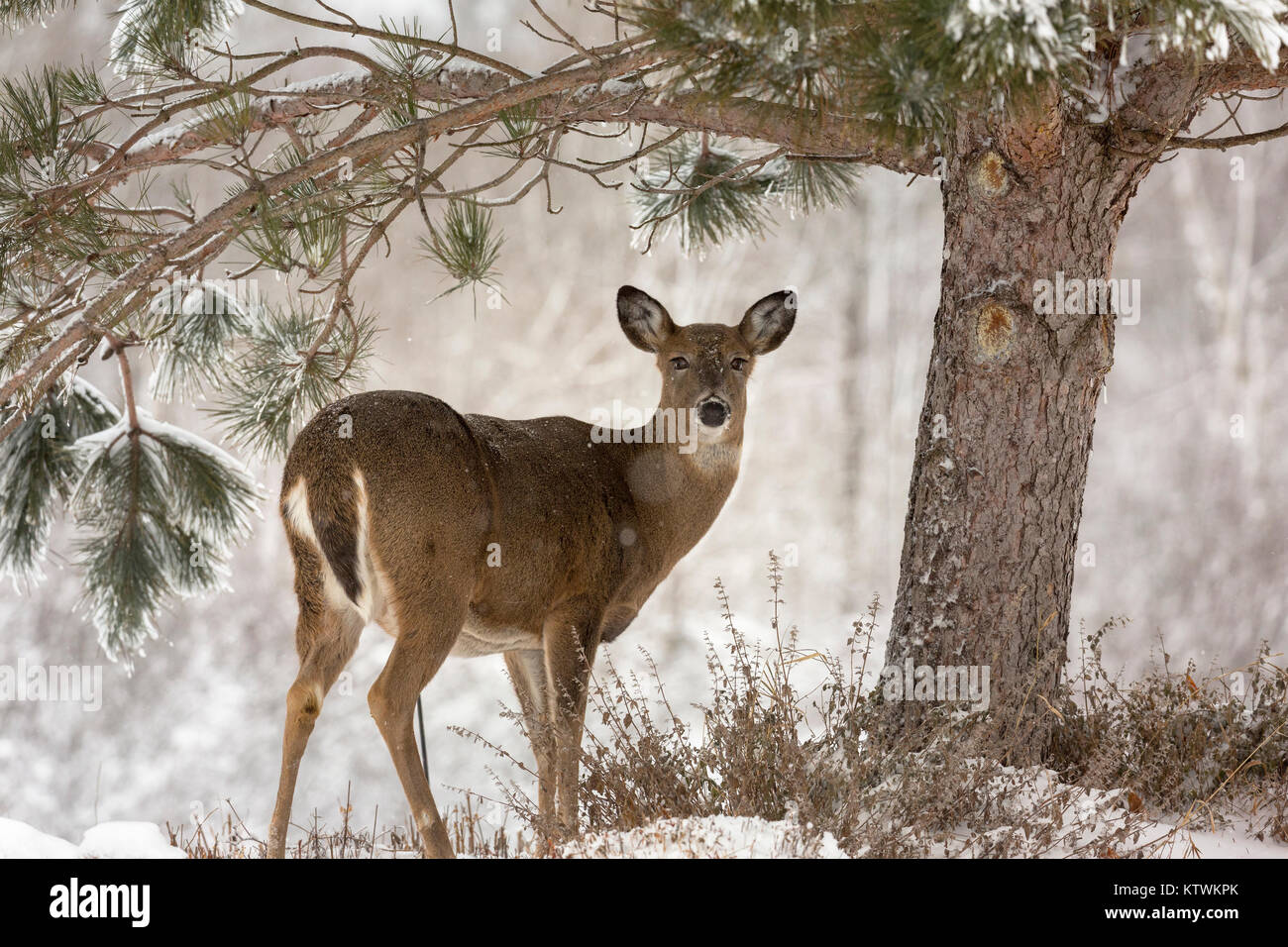 White-tailed doe standing in a wintery backyard garden Stock Photo - Alamy