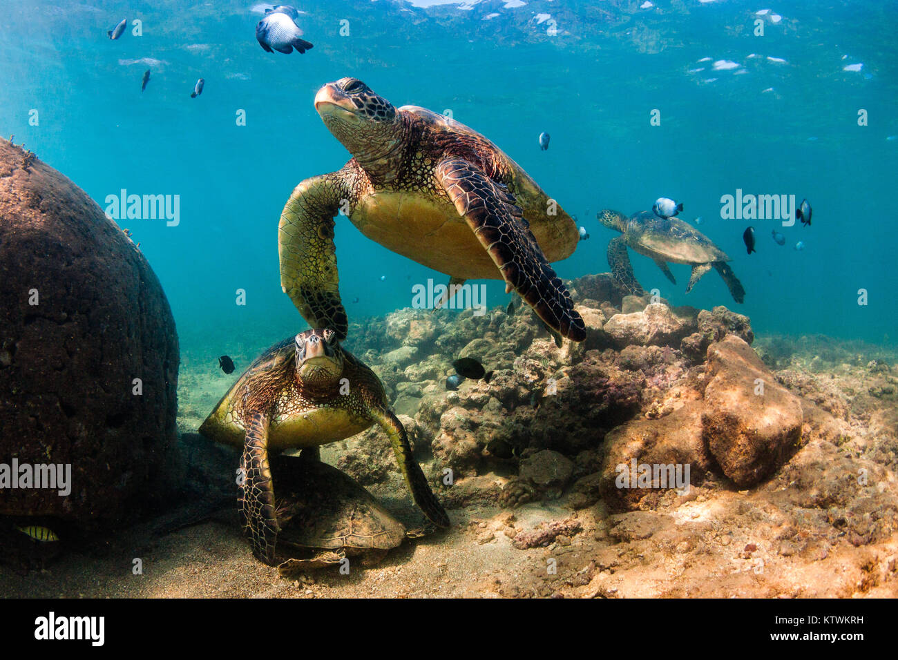 Hawaiian Green Sea Turtle swimming underwater Stock Photo - Alamy