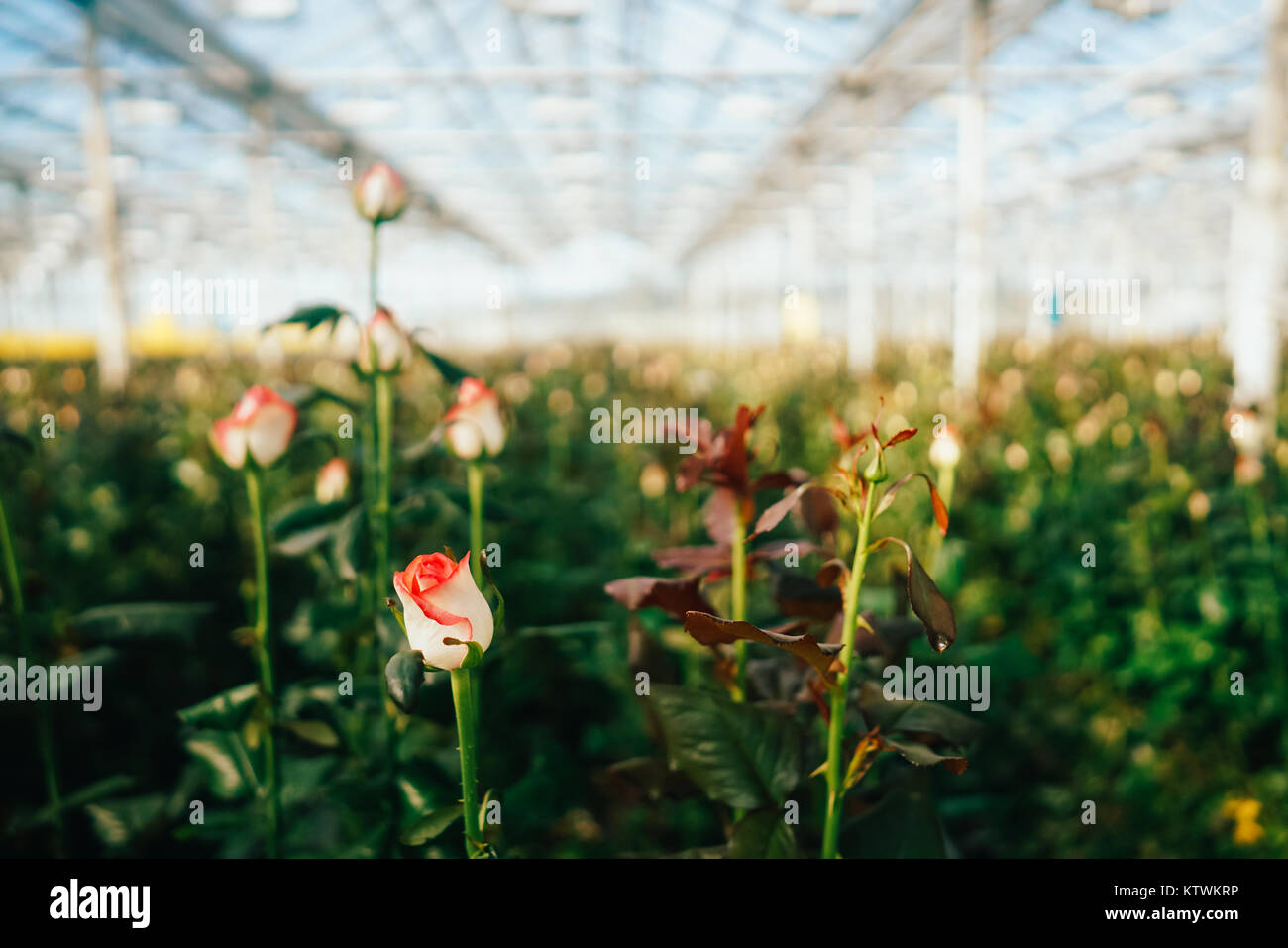 Greenhouse roses growing under daylight Stock Photo - Alamy