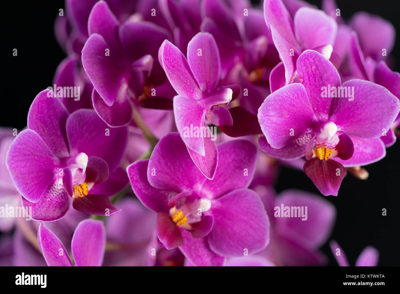 purple mini orchid on a black background Stock Photo - Alamy