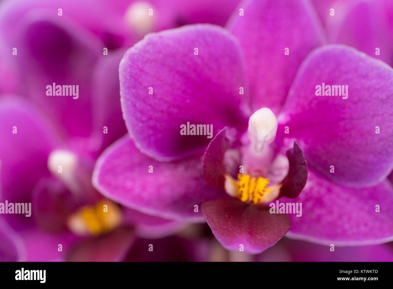 purple mini orchid on a black background Stock Photo - Alamy