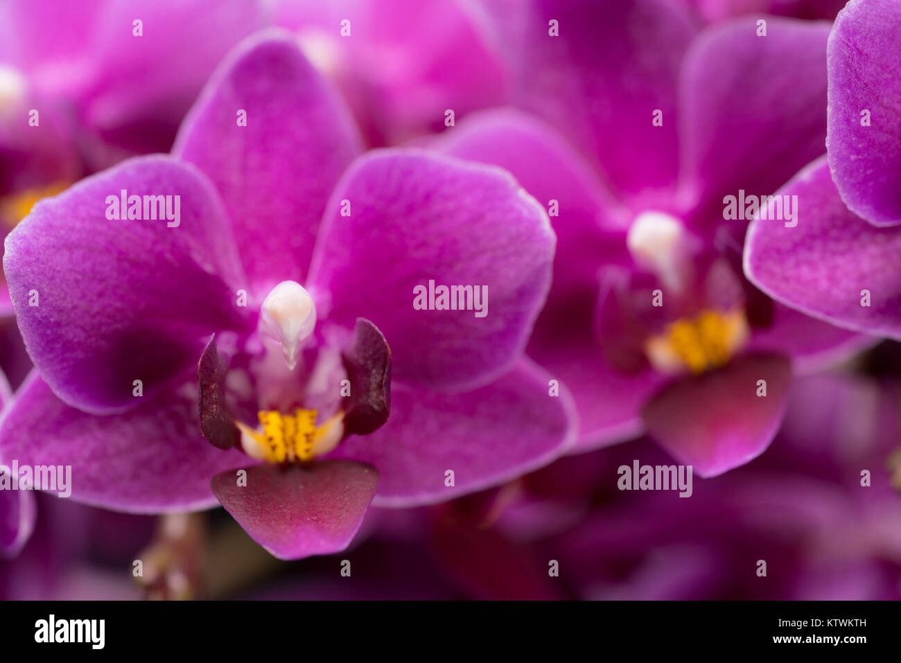 purple mini orchid on a black background Stock Photo - Alamy
