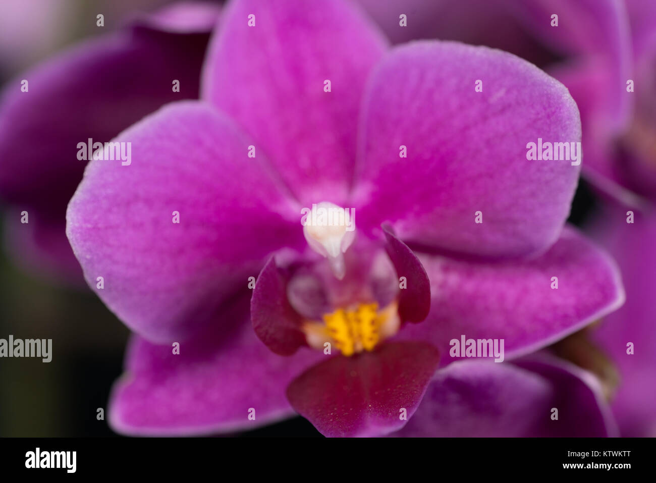 purple mini orchid on a black background Stock Photo - Alamy