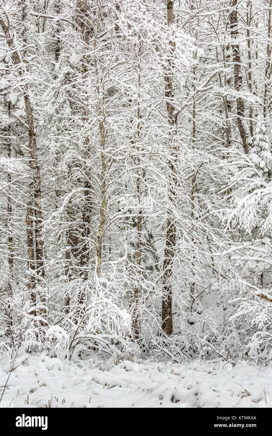 Wintery trees hi-res stock photography and images - Alamy