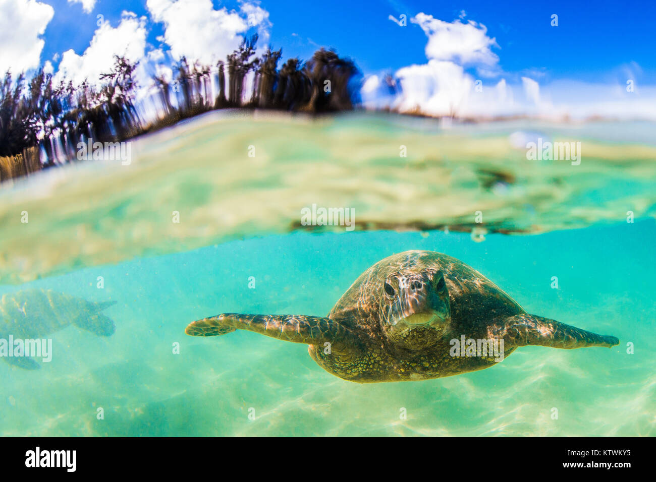 Hawaiian Green Sea Turtle swimming underwater Stock Photo - Alamy