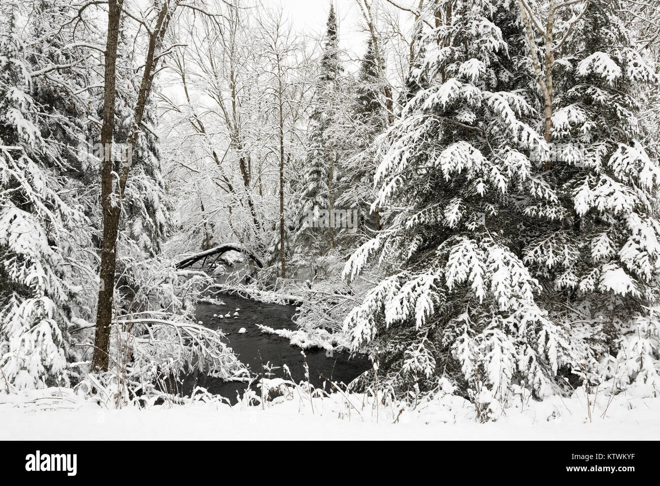 A creek running through a snowy northern Wisconsin woodland Stock Photo ...