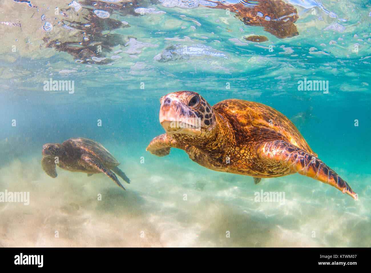 Hawaiian Green Sea Turtle swimming underwater Stock Photo - Alamy