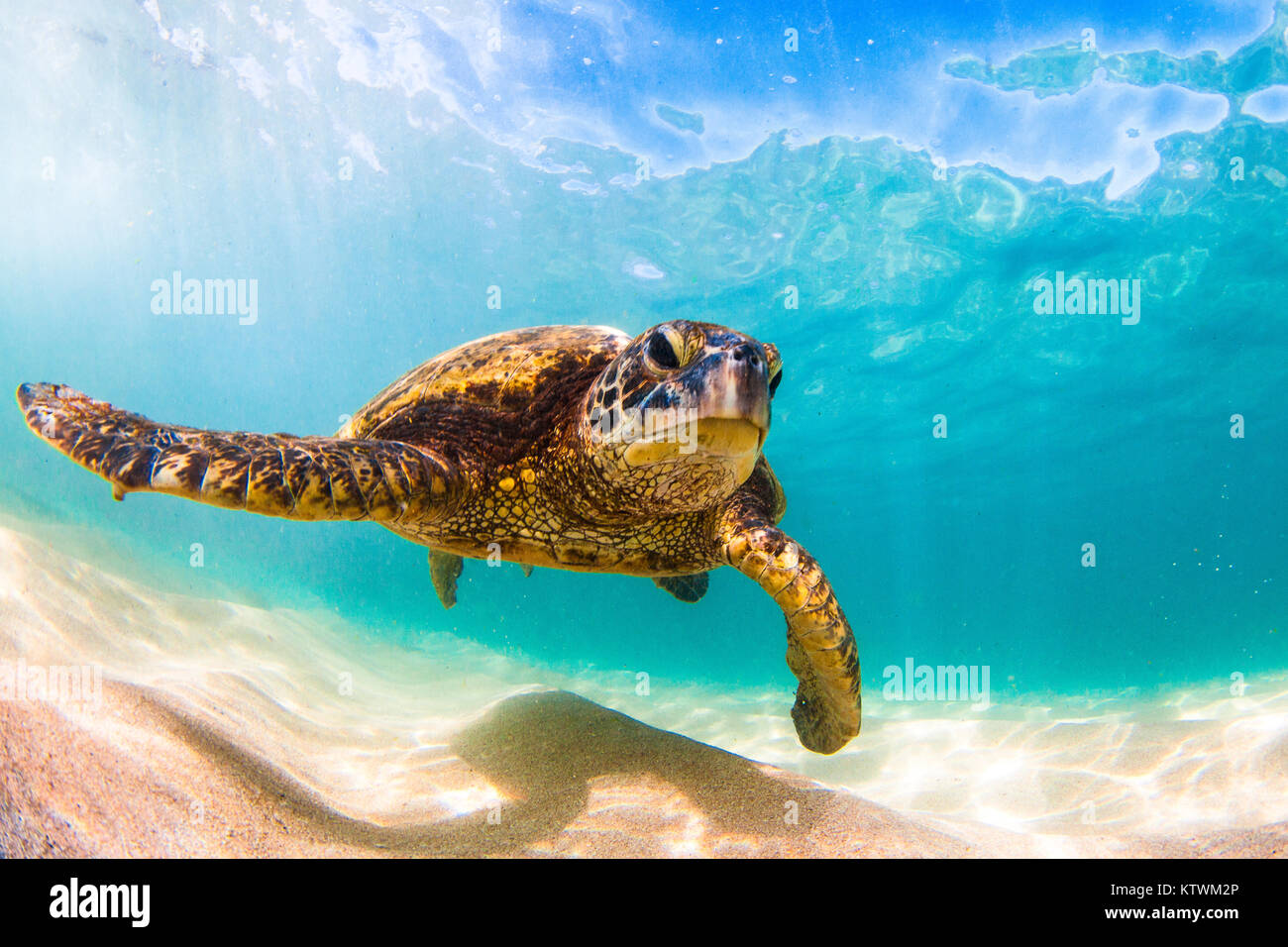 Hawaiian Green Sea Turtle swimming underwater Stock Photo - Alamy