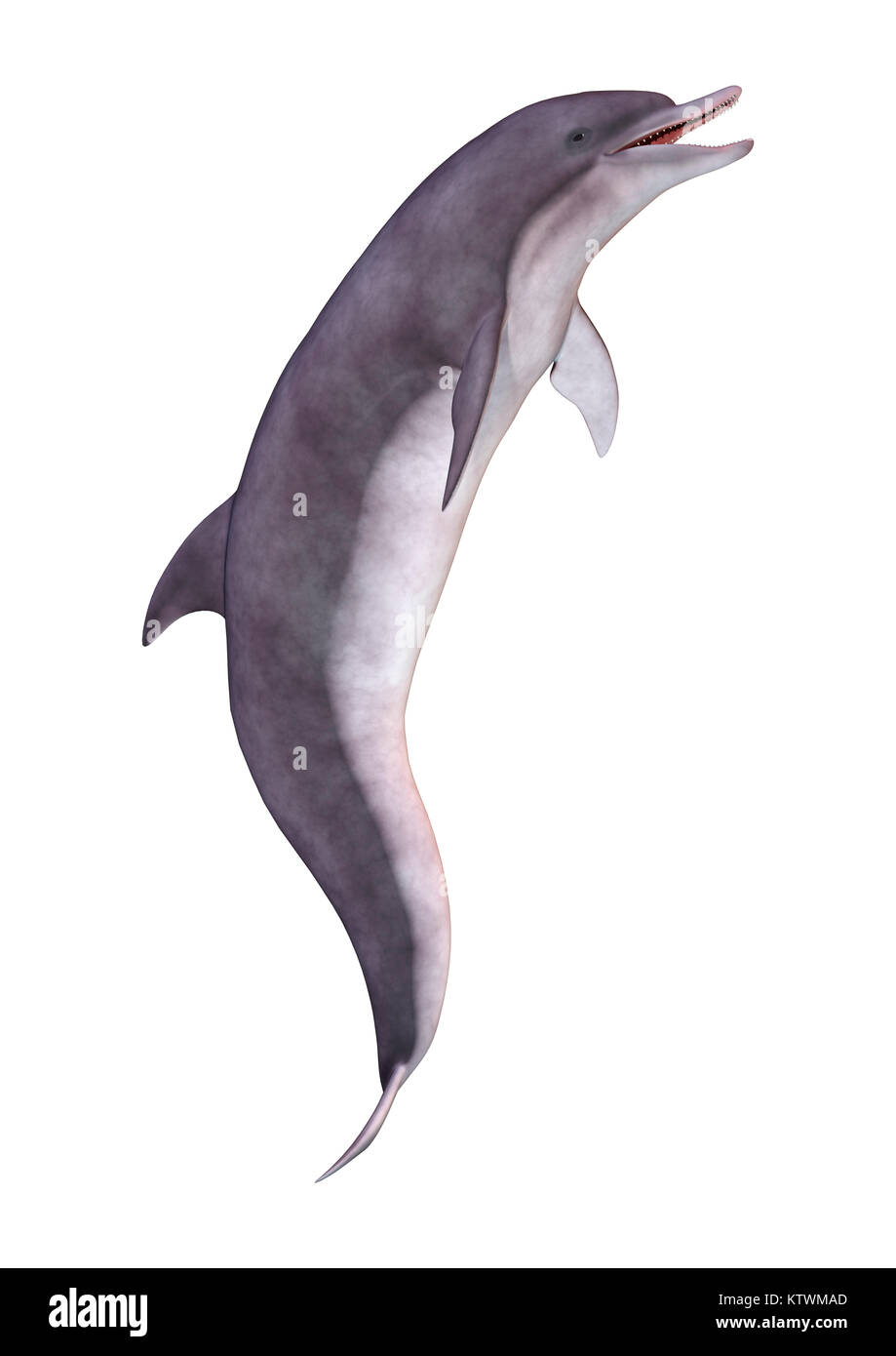 3D rendering of a dolphin isolated on white background Stock Photo - Alamy