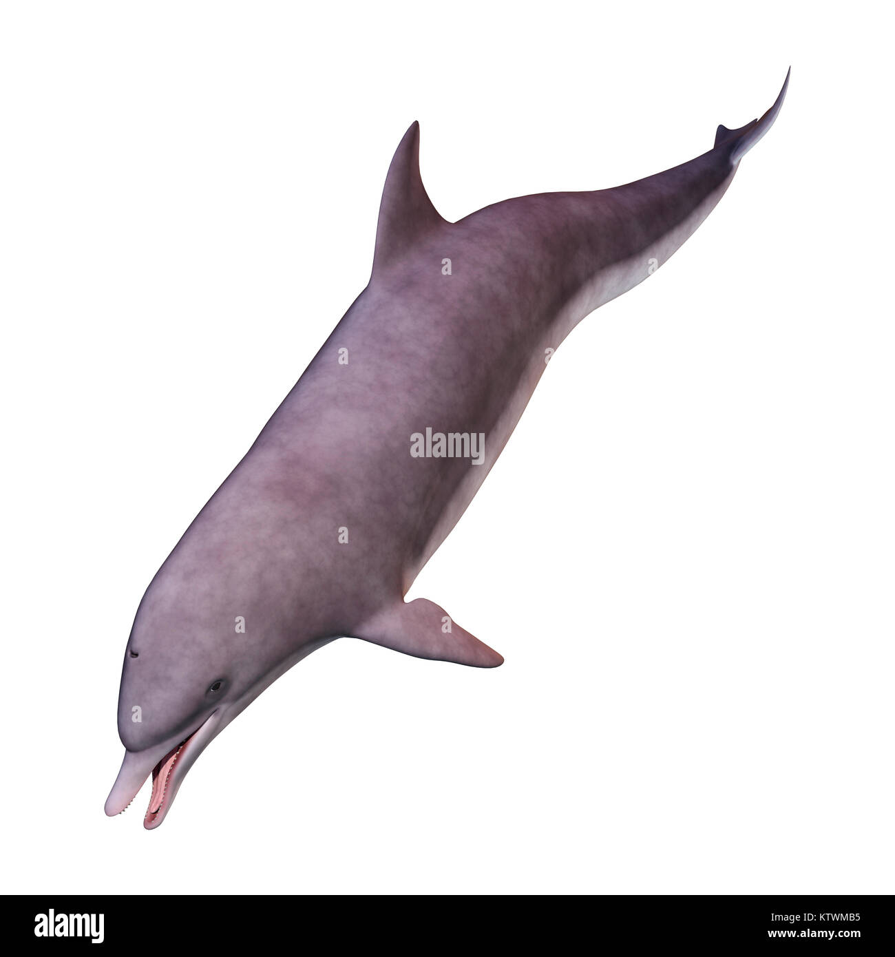 3D rendering of a dolphin isolated on white background Stock Photo - Alamy