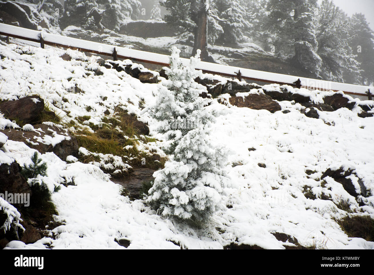 View Landscape snow snowing covered on pine tree at top of mountain in ...